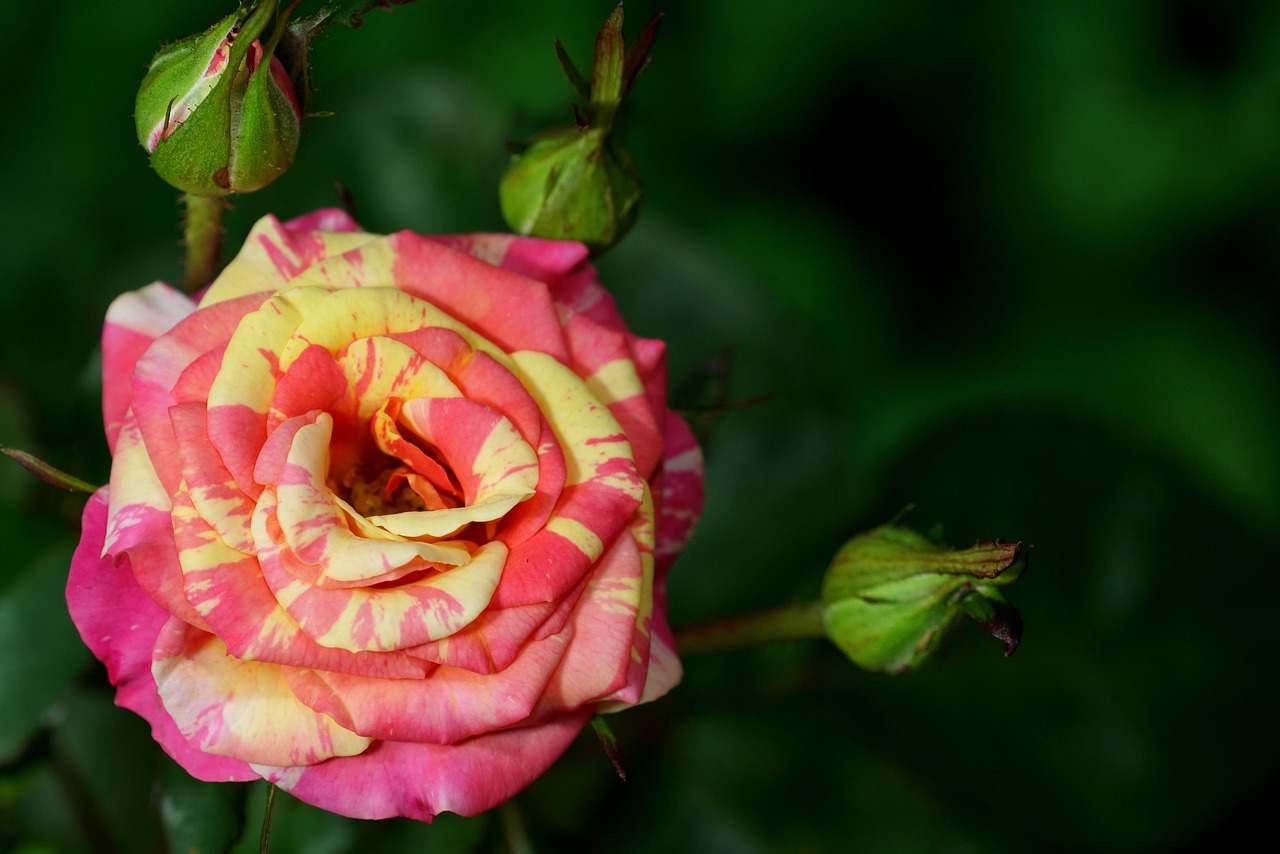 Fleur Rose Bloom - Photo gratuite sur Pixabay - Pixabay