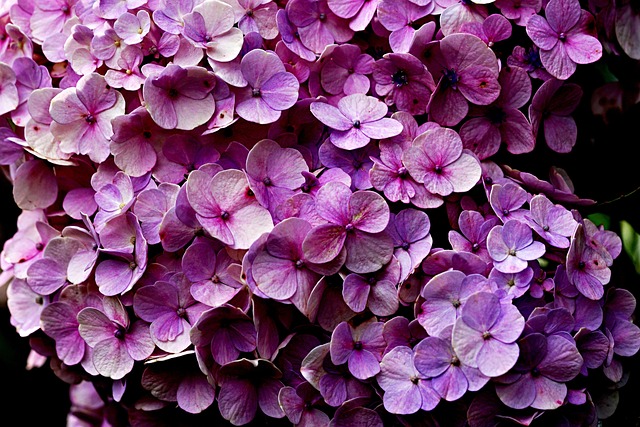 Bunga Hydrangea Ungu - Foto gratis di Pixabay - Pixabay