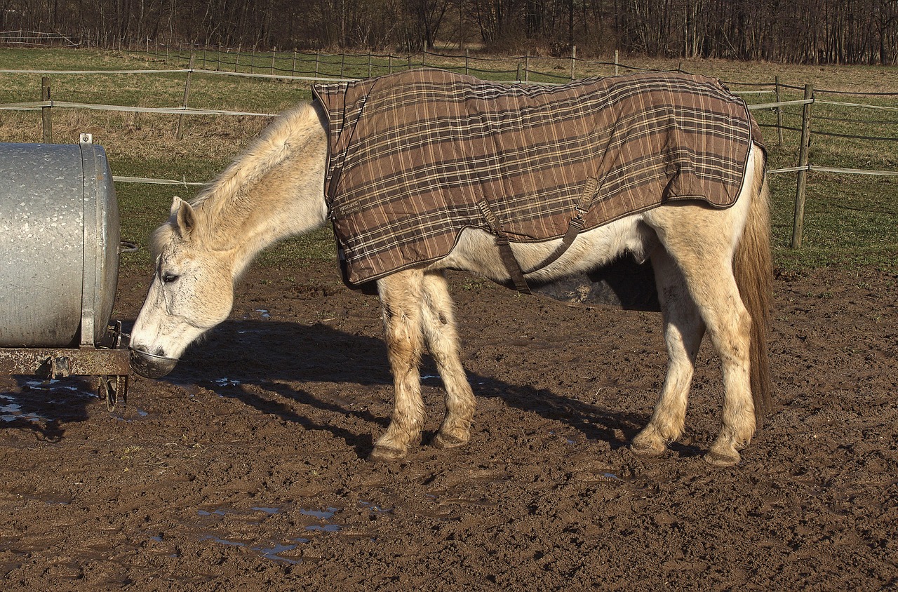 Animal Caballo Mamífero - Foto gratis en Pixabay - Pixabay