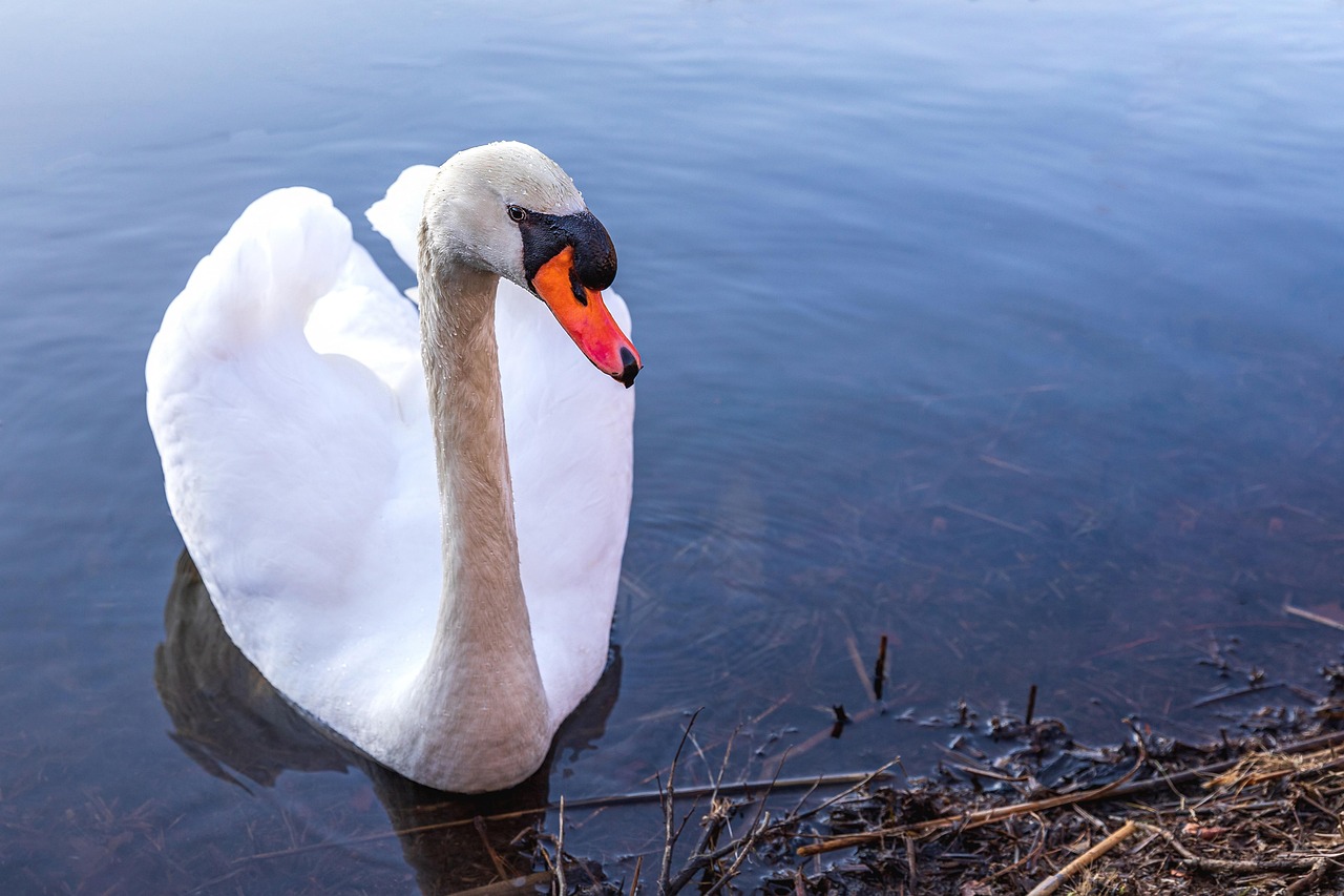 Cisne Pato Bico - Foto gratuita no Pixabay - Pixabay