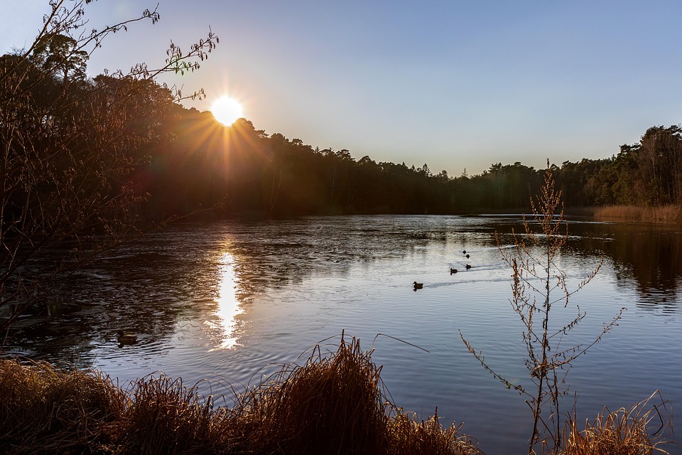 Pond Ducks Sunset - Free photo on Pixabay - Pixabay
