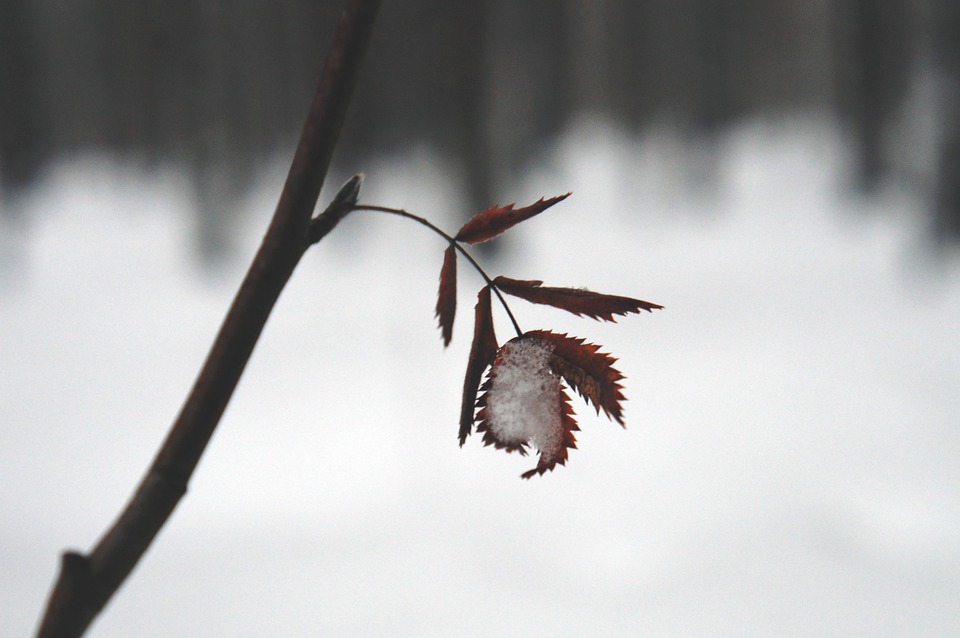 Twig Sheet Forest - Free photo on Pixabay - Pixabay
