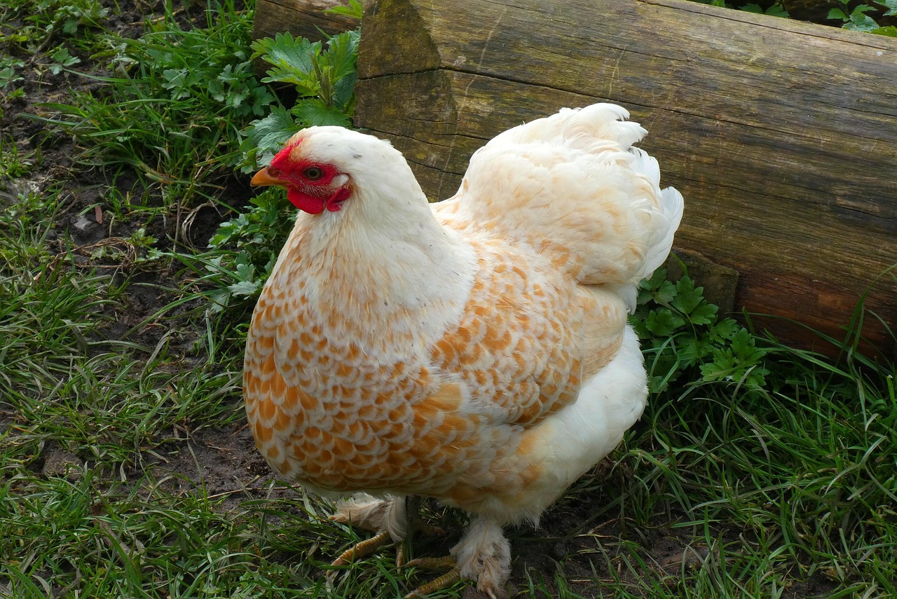 Laying Hen Chicken Poultry Farm - Free photo on Pixabay