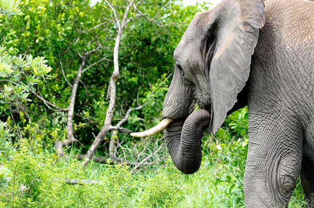 Elephant Pachyderm Kruger National - Free photo on Pixabay