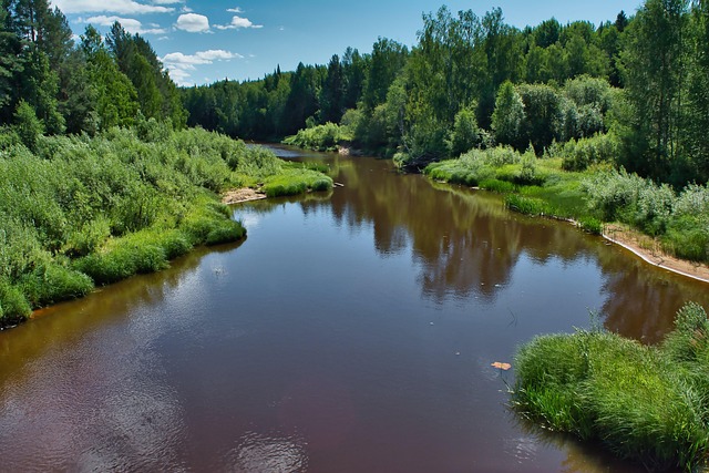 Fleuve Forêt Nature En Plein - Photo gratuite sur Pixabay - Pixabay