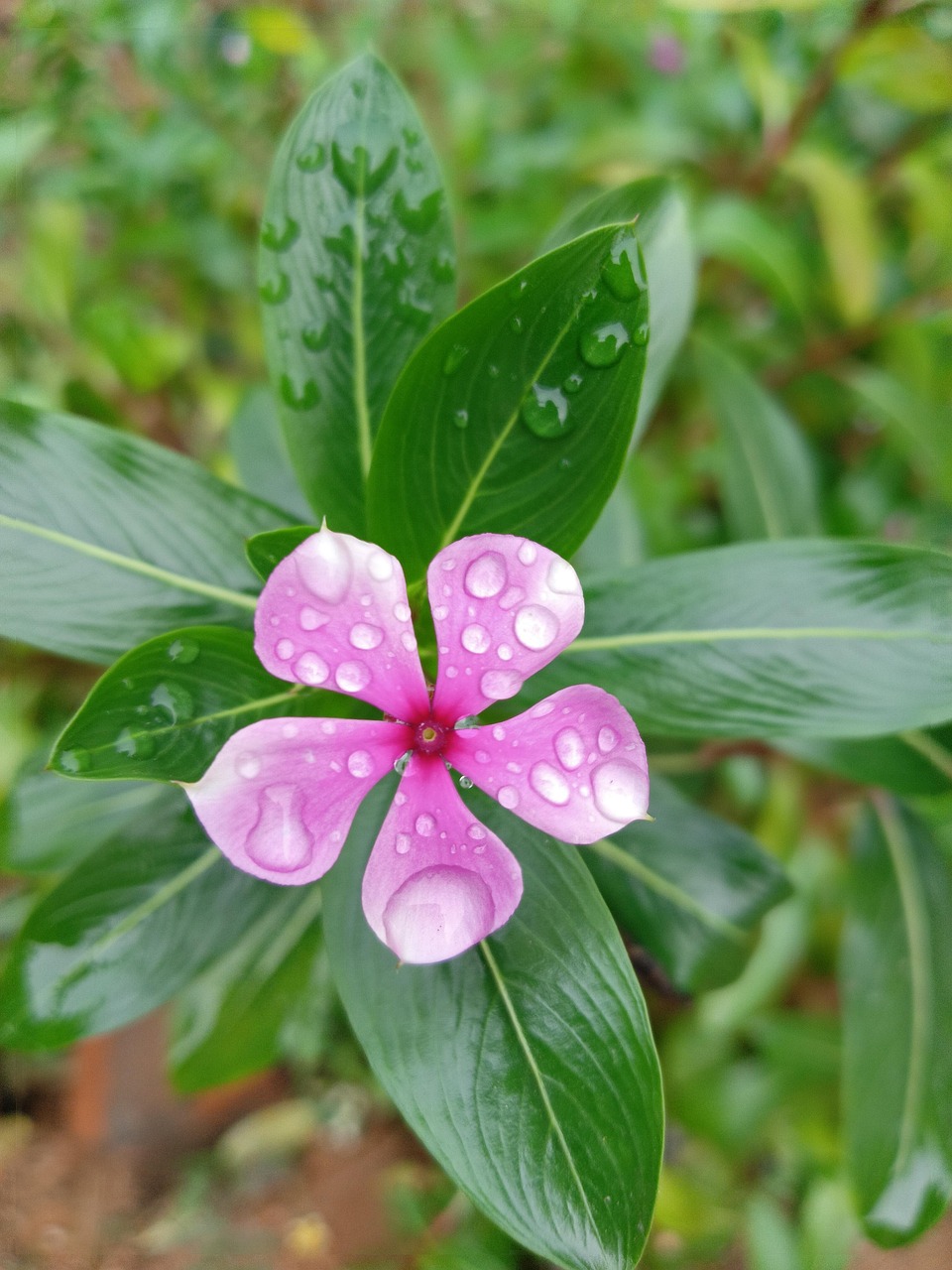 Fleur Nature Fleurs Belles - Photo gratuite sur Pixabay - Pixabay