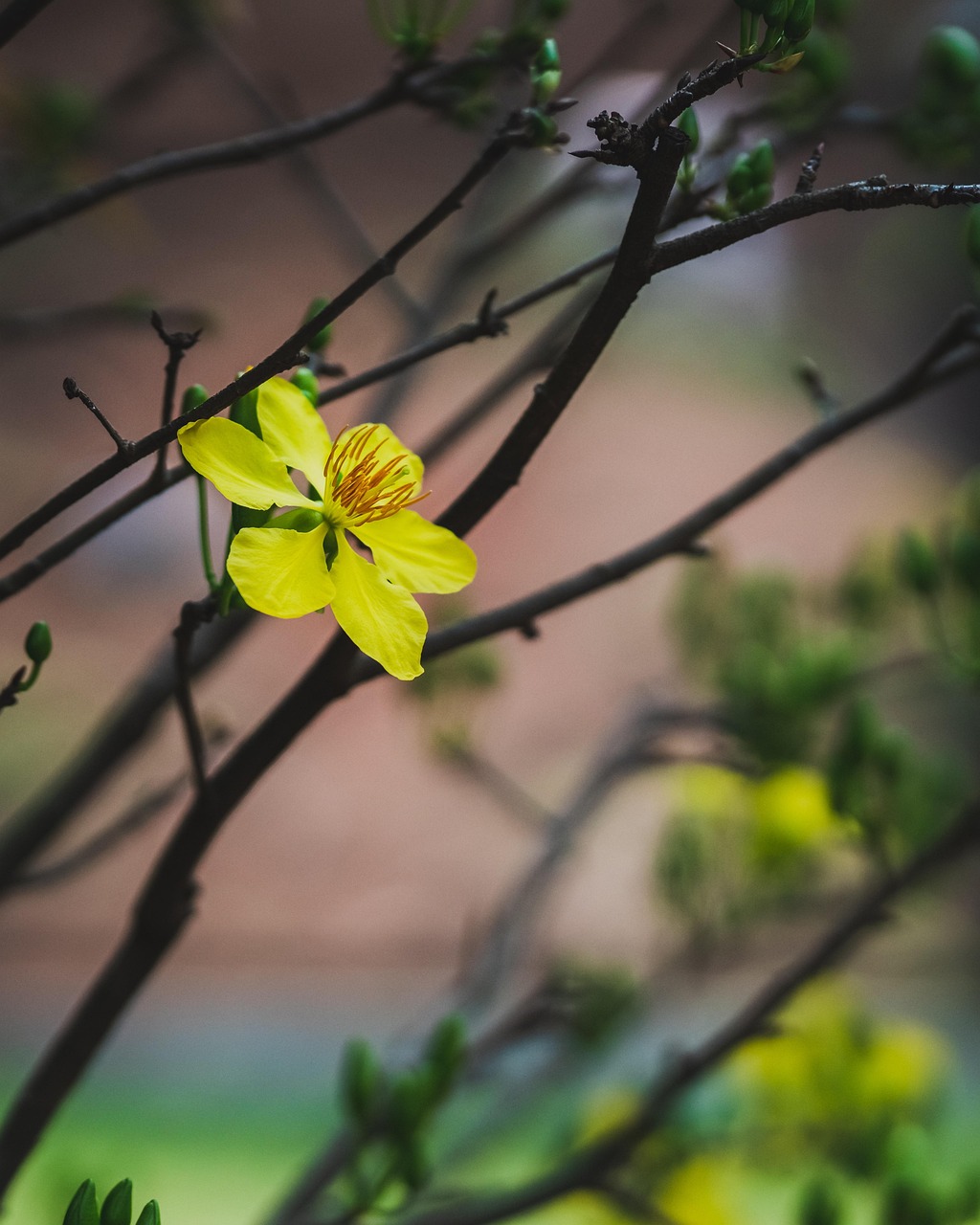 Nature Fleur Bloom - Photo gratuite sur Pixabay - Pixabay
