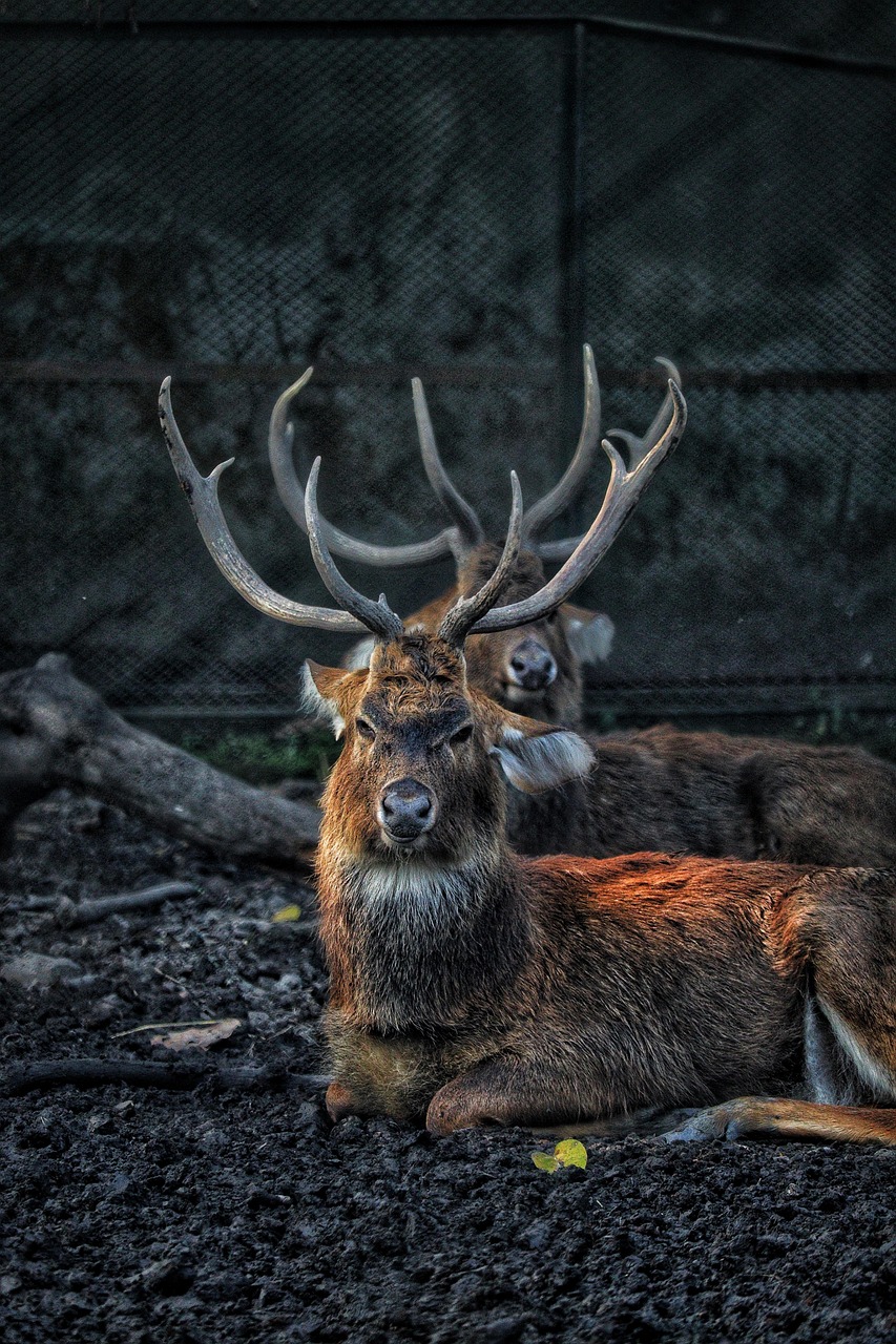 Buck Ruminant Horns - Free photo on Pixabay - Pixabay