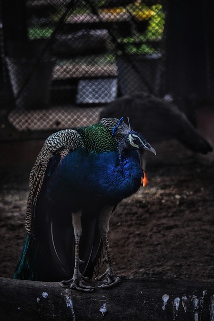 Pájaro Pavo Real Plumas - Foto gratis en Pixabay