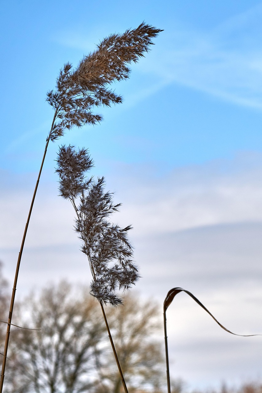 Netherlands Reeds - Free photo on Pixabay - Pixabay