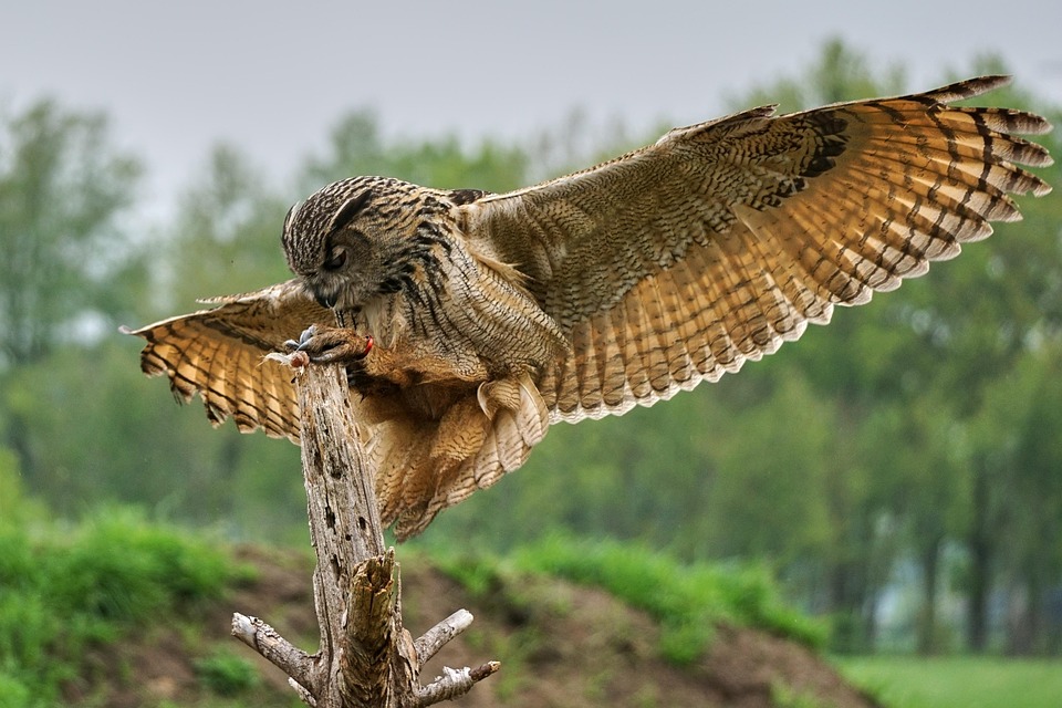 Eurasian Eagle Owl Bird Of - Free photo on Pixabay - Pixabay