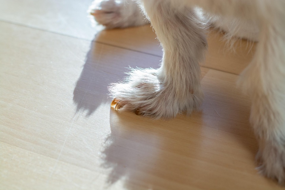Chien Patte De Animal - Photo gratuite sur Pixabay