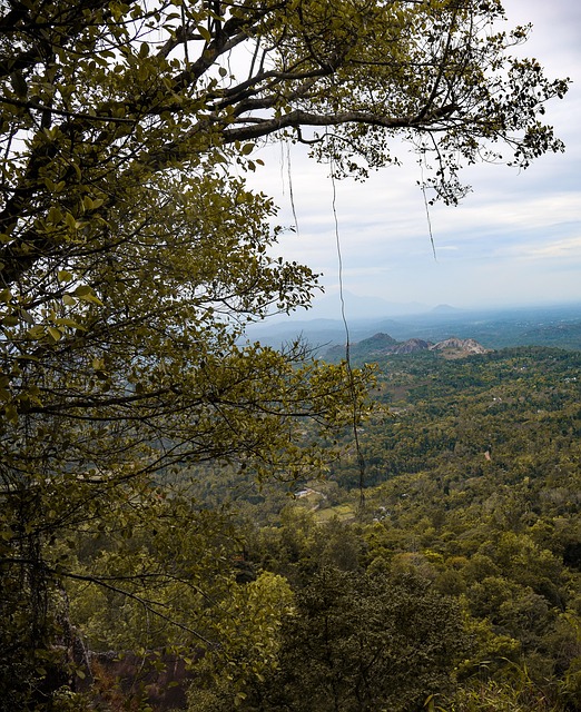 Wayanad Kerala Hills - Free photo on Pixabay - Pixabay