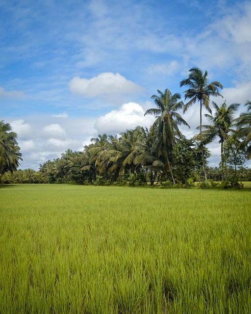 Paddy Field Agriculture - Free photo on Pixabay