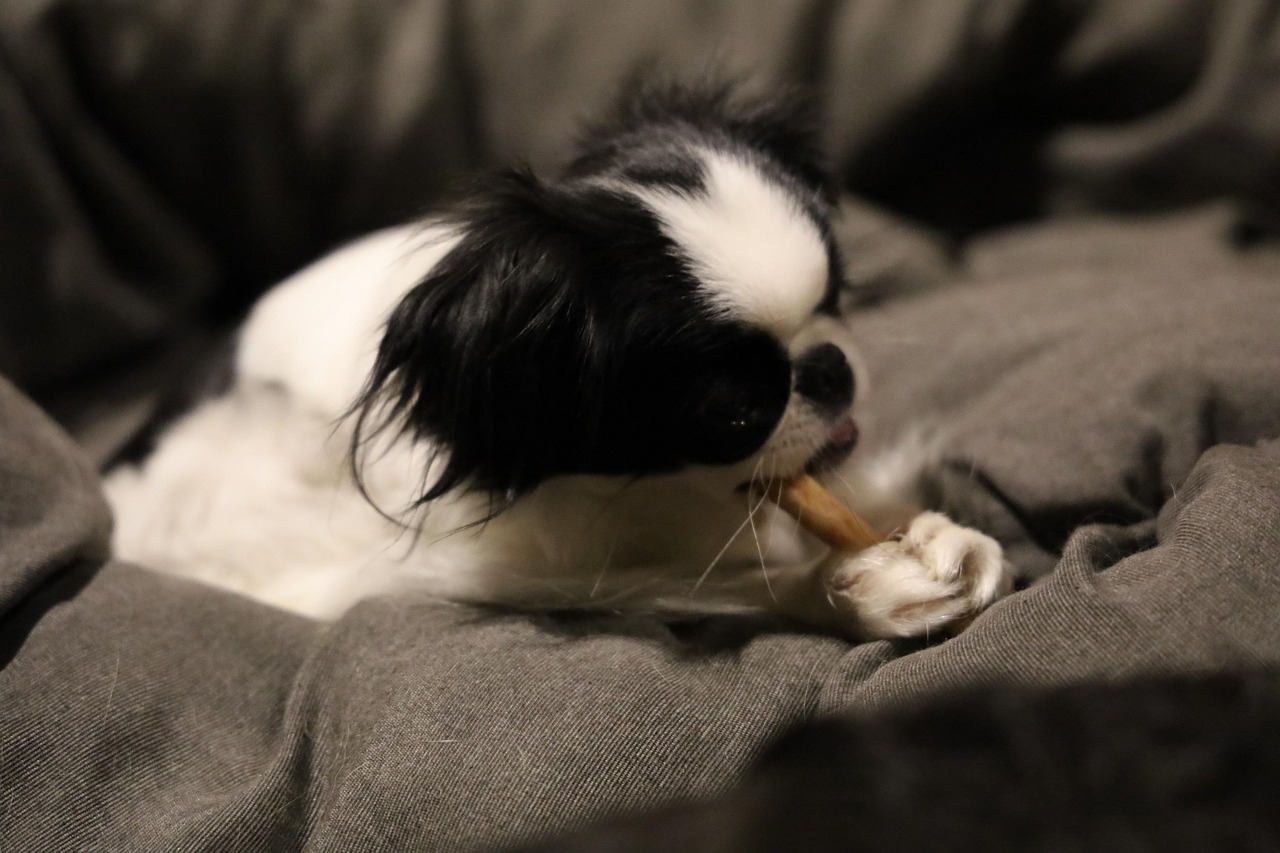 China Hund - Kostenloses Foto auf Pixabay - Pixabay
