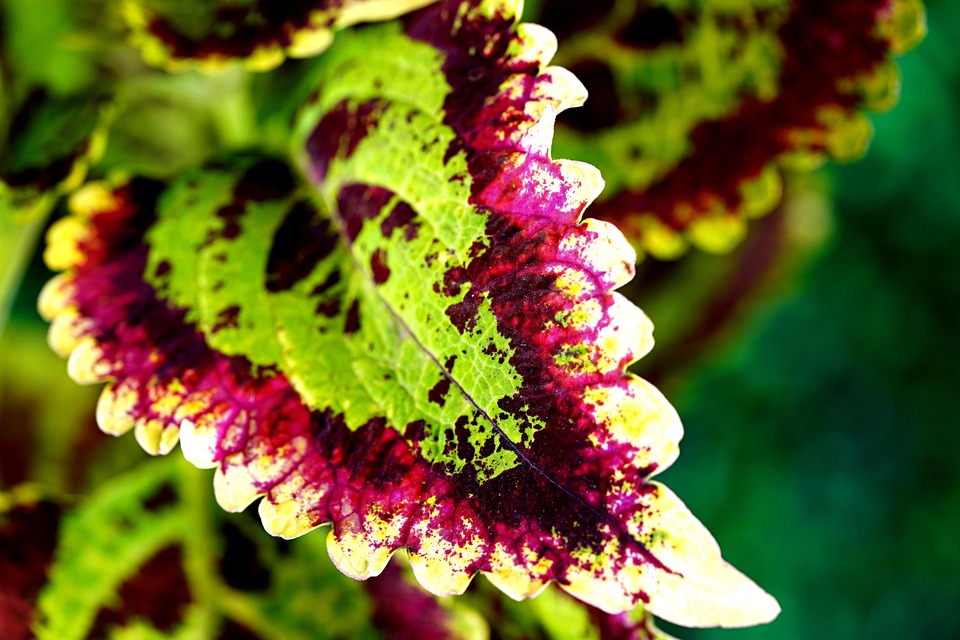 Coleus Pflanze Blätter - Kostenloses Foto auf Pixabay