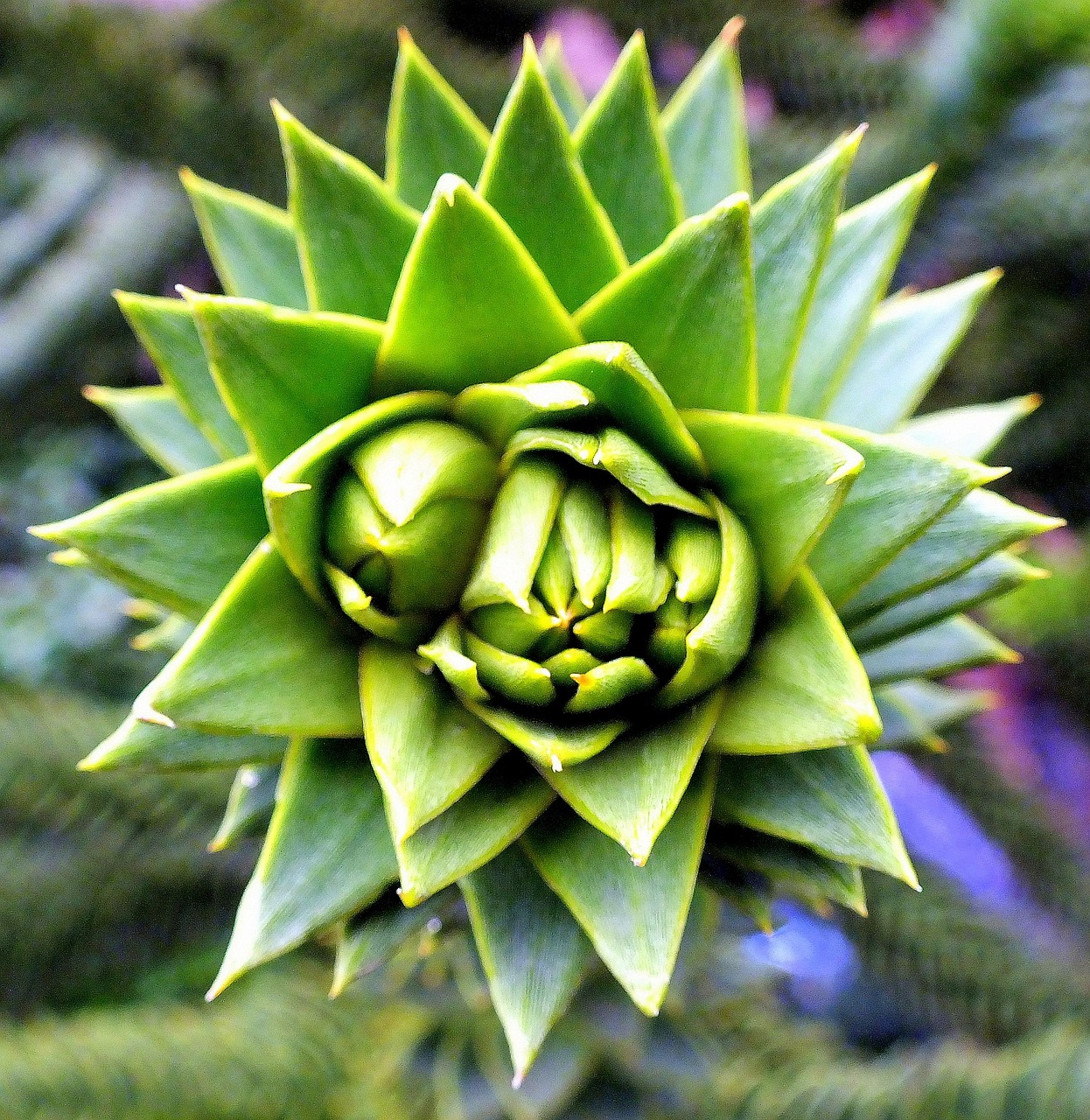 Araucaria Chile Pine Fir - Free photo on Pixabay - Pixabay