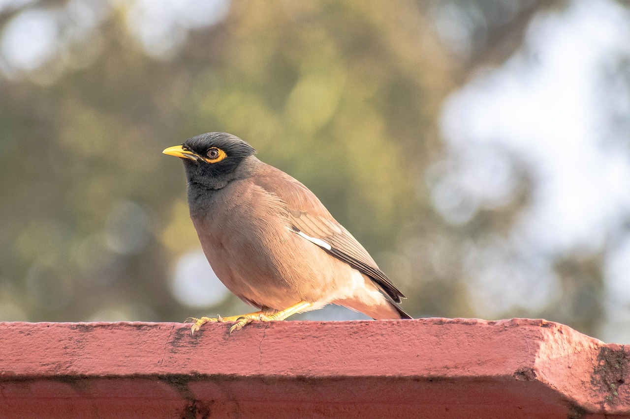 400+ Free Myna & Nature Images - Pixabay
