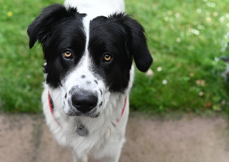 Dog Canine Pet - Free photo on Pixabay