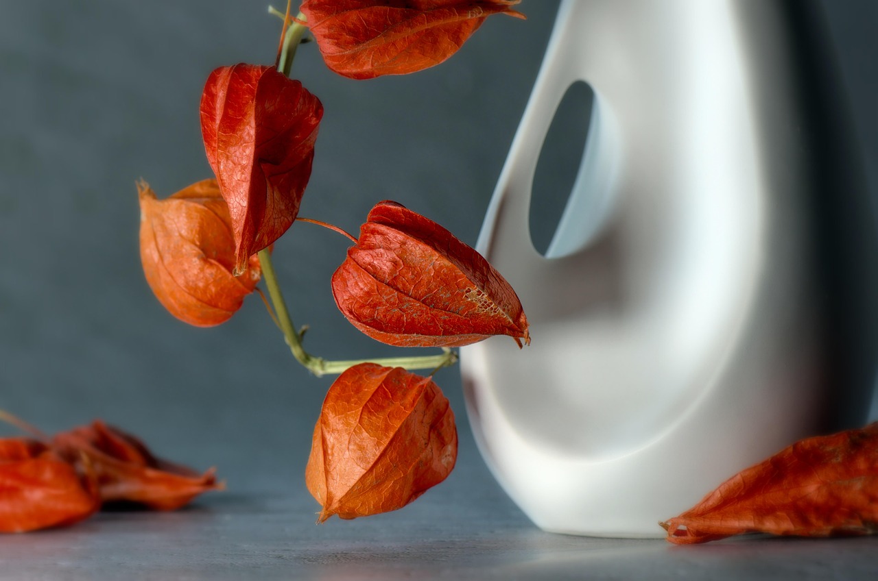 Lampion Flower Physalis Lantern - Free photo on Pixabay