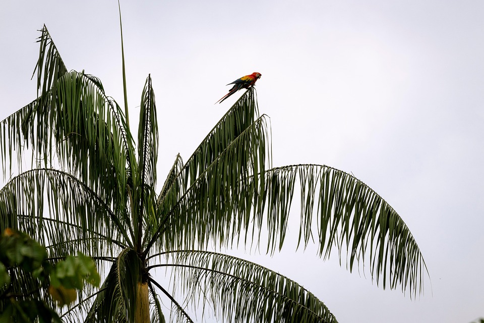 Tropical Palmier Natura - Fotografie gratuită pe Pixabay - Pixabay