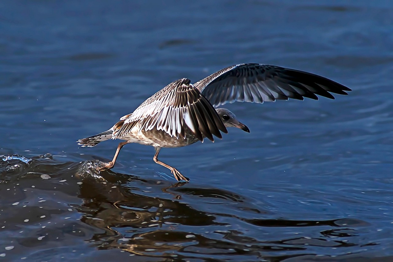 Laughing Gull Bird Animal - Free photo on Pixabay