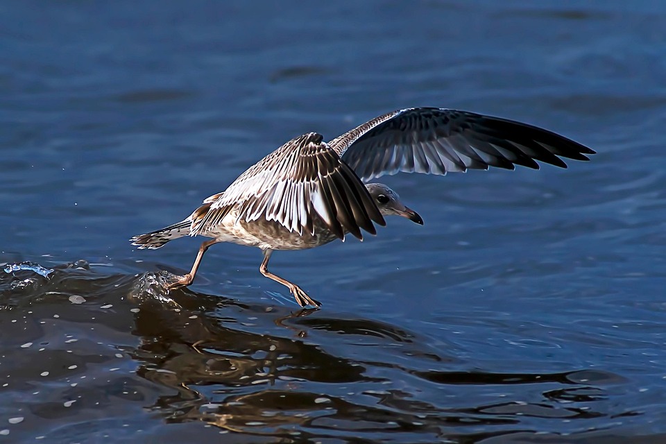 Laughing Gull Bird Animal - Free photo on Pixabay