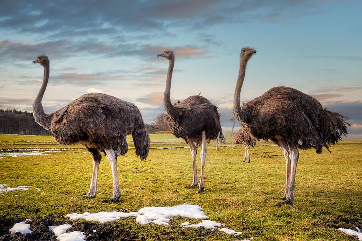 Více než 5 obrázků na téma Ptáci Nadřádu Běžci a Příroda zdarma - Pixabay