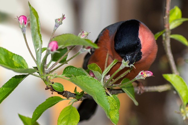Gimpel Vogel Tier Eurasischer - Kostenloses Foto auf Pixabay
