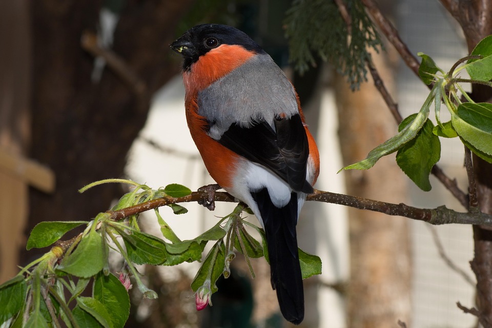 Gimpel Vogel Tier Eurasischer - Kostenloses Foto auf Pixabay