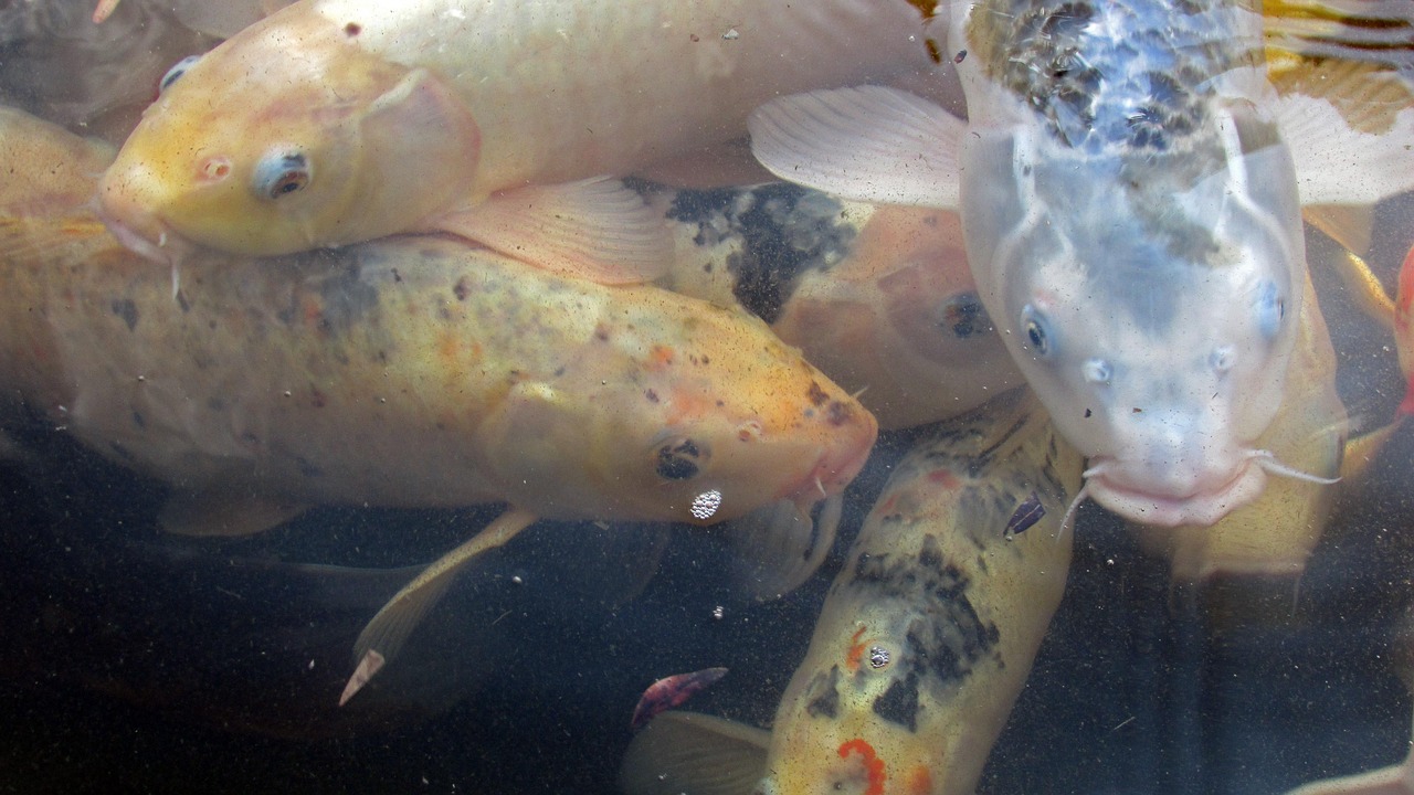 Koi Peixes Lago Animais De - Foto gratuita no Pixabay - Pixabay