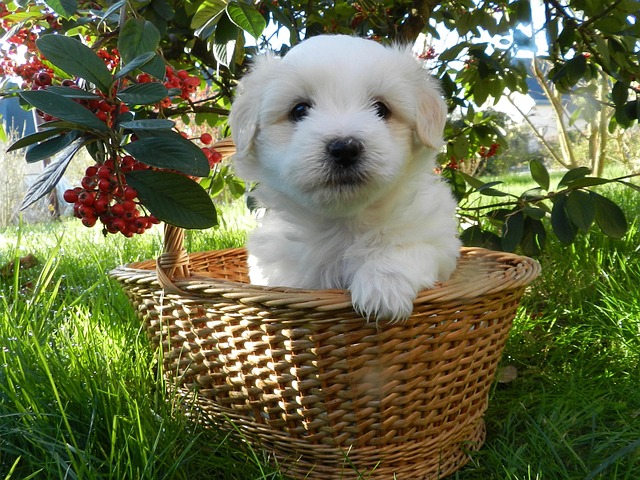 Perrito En Una Canasta El Coton De - Foto gratis en Pixabay - Pixabay