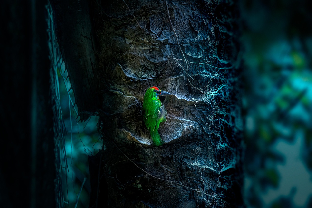 Red-Throated Barbet Bird Thailand - Free photo on Pixabay