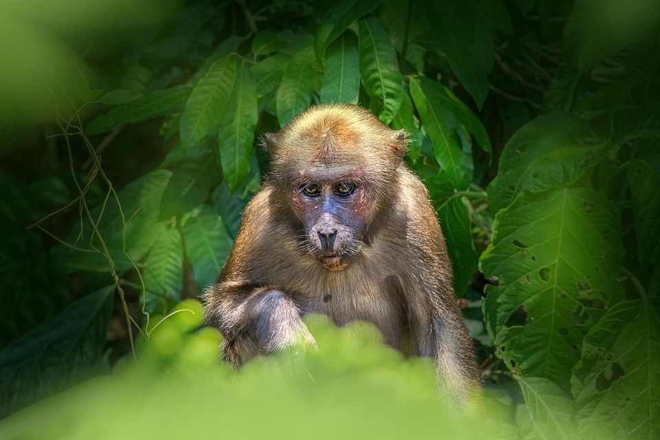 Stump-Tailed Macaque Bear - Free photo on Pixabay - Pixabay
