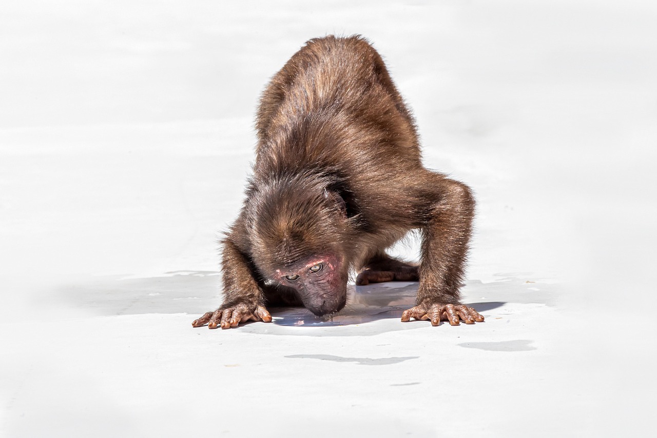 Stump Tailed Macaque