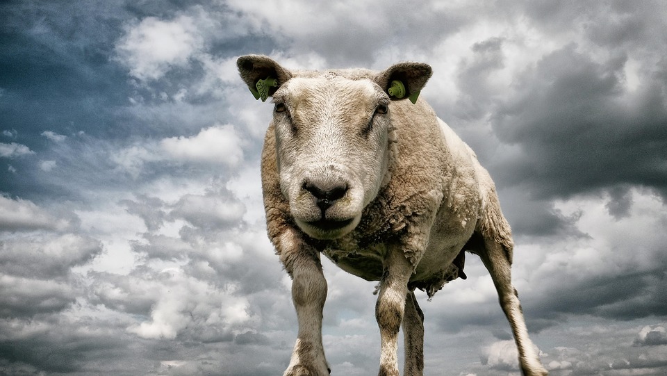 Animal Sheep Mammal - Free photo on Pixabay