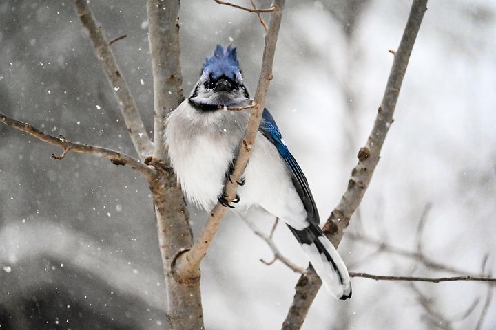 70+ Free Bluejay & Bird Images - Pixabay