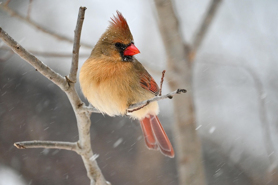 Bird Cardinal Beak - Free photo on Pixabay