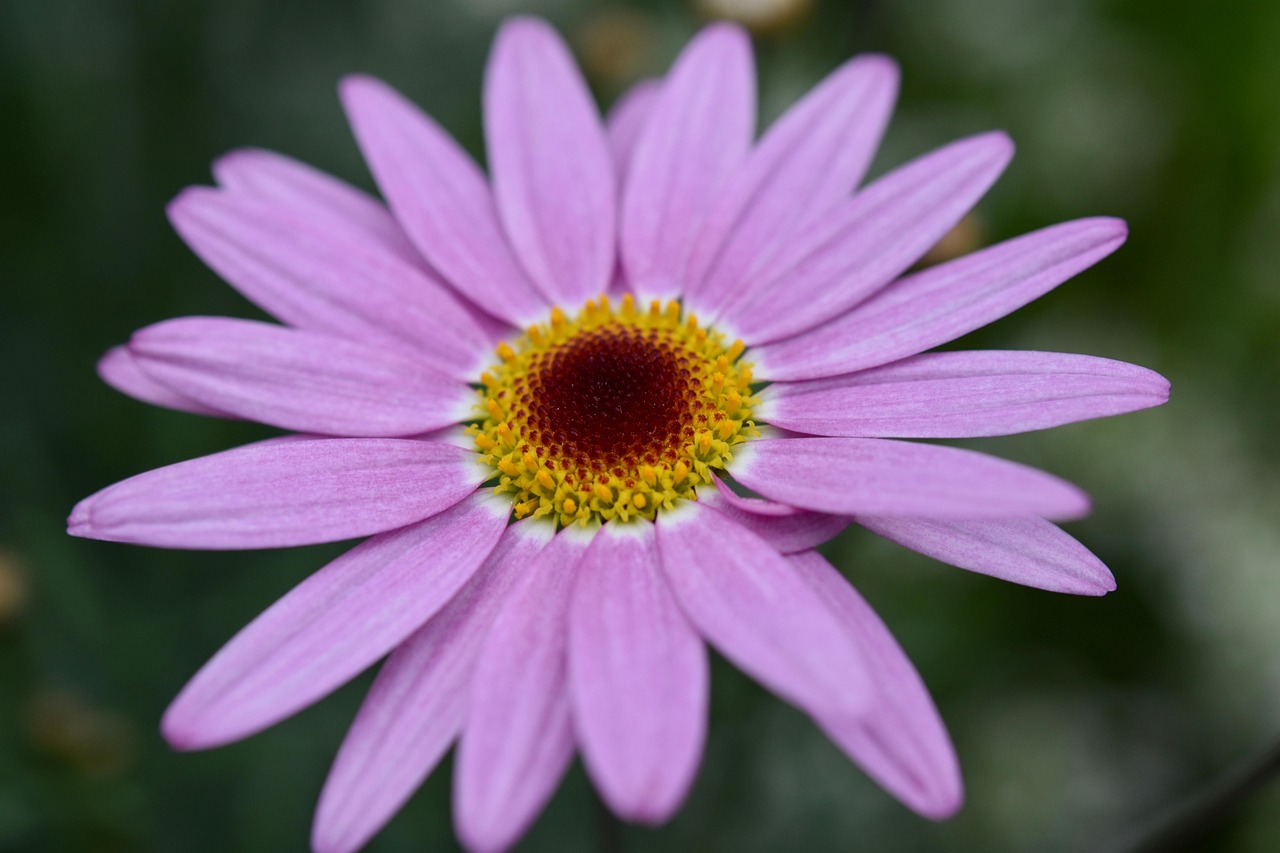 Osteospermum Ecklonis Plantes - Photo gratuite sur Pixabay - Pixabay