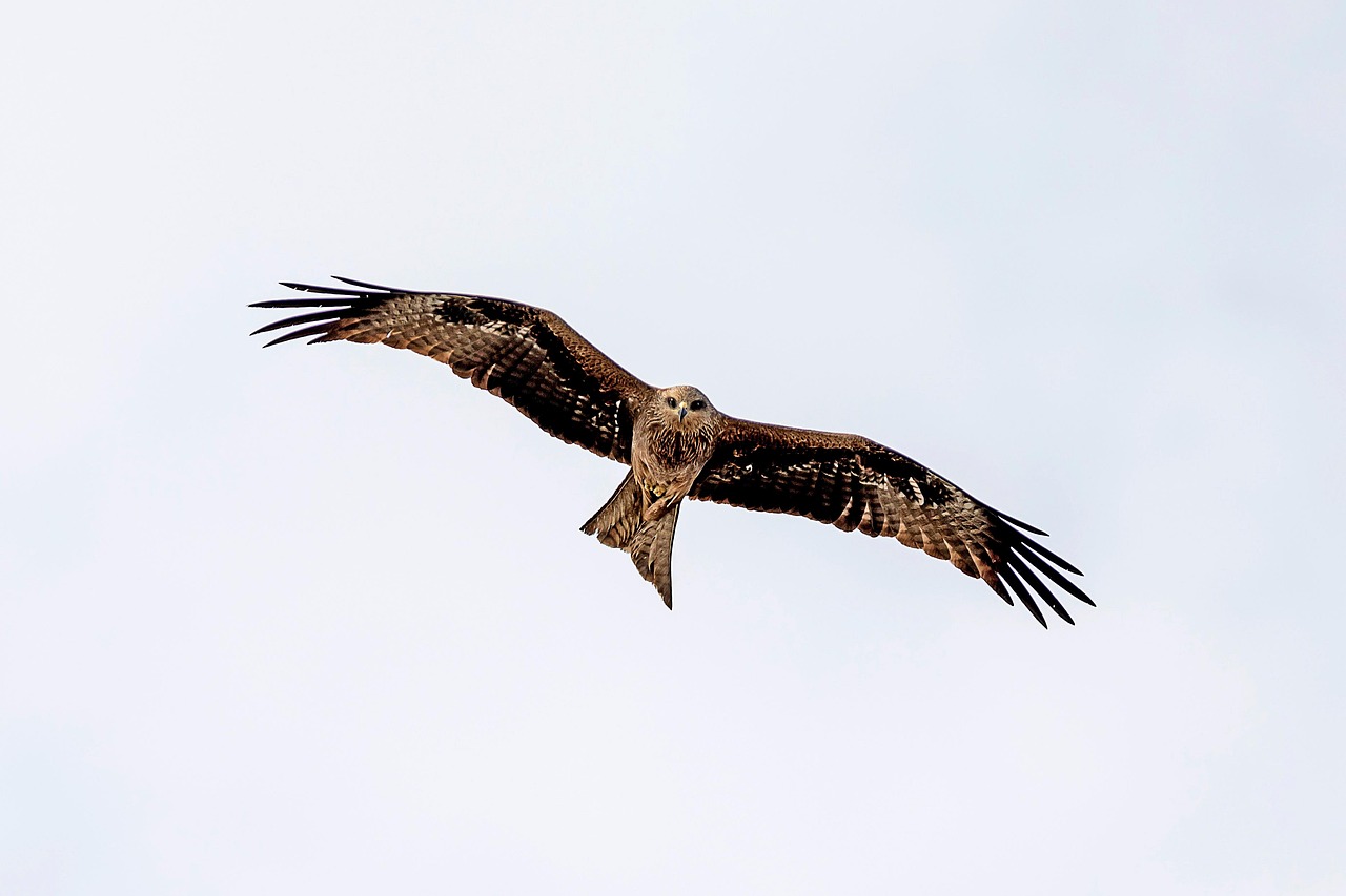 Page 3 - 20,000+ Free Eagle Man & Eagle Images - Pixabay