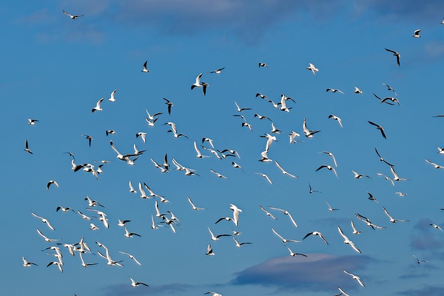 100,000+ Free Birds-Flying & Birds Images - Pixabay