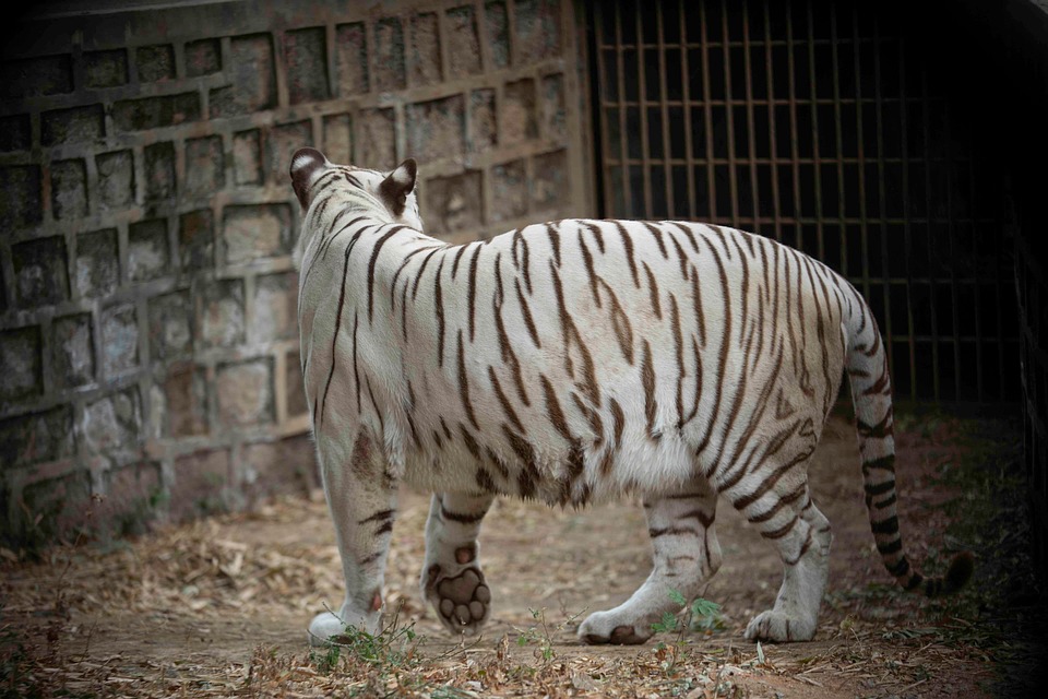 Animal Tiger Mammal - Free photo on Pixabay - Pixabay