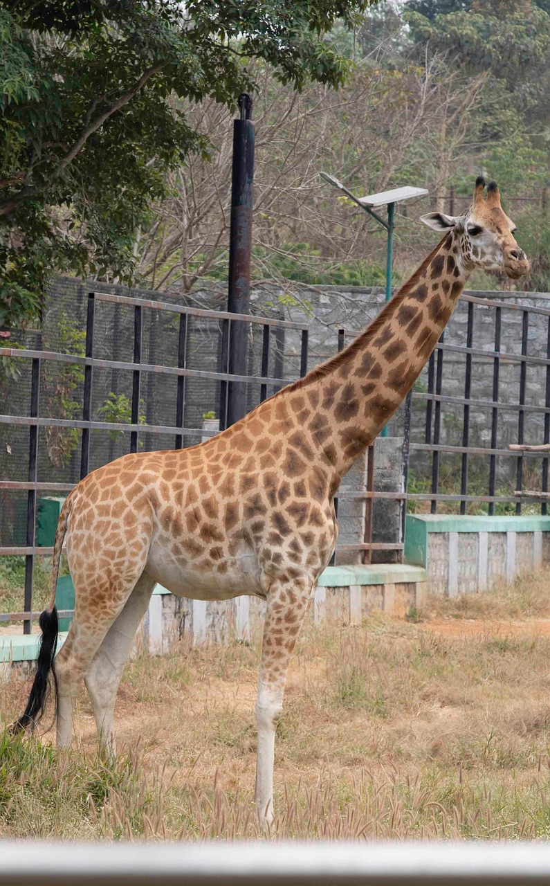 Animal Giraffe Mammal - Free photo on Pixabay