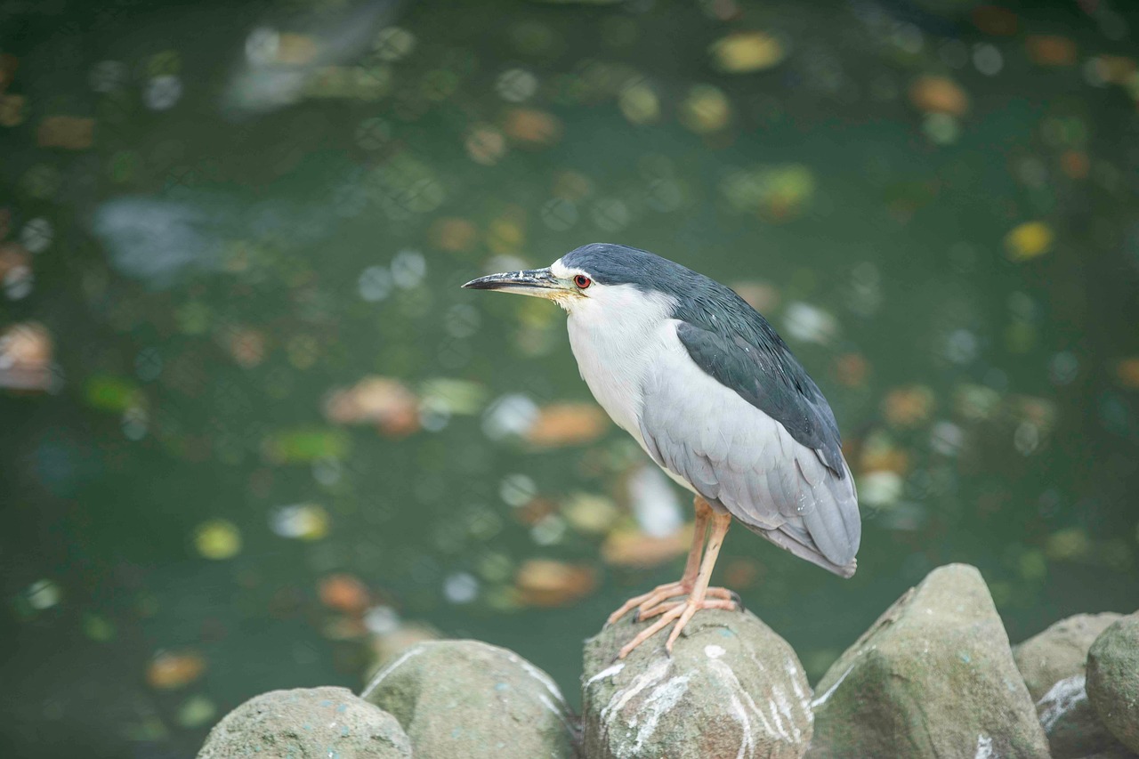 Bird Water Beak - Free photo on Pixabay - Pixabay