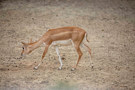 Blackbuck Kala Hiran Animal - Free photo on Pixabay
