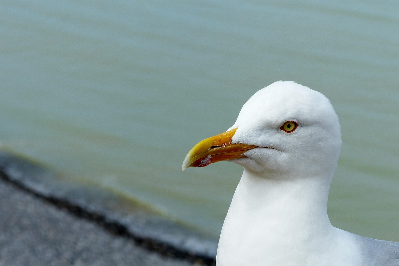 Mouette Oiseau Animal - Photo gratuite sur Pixabay - Pixabay