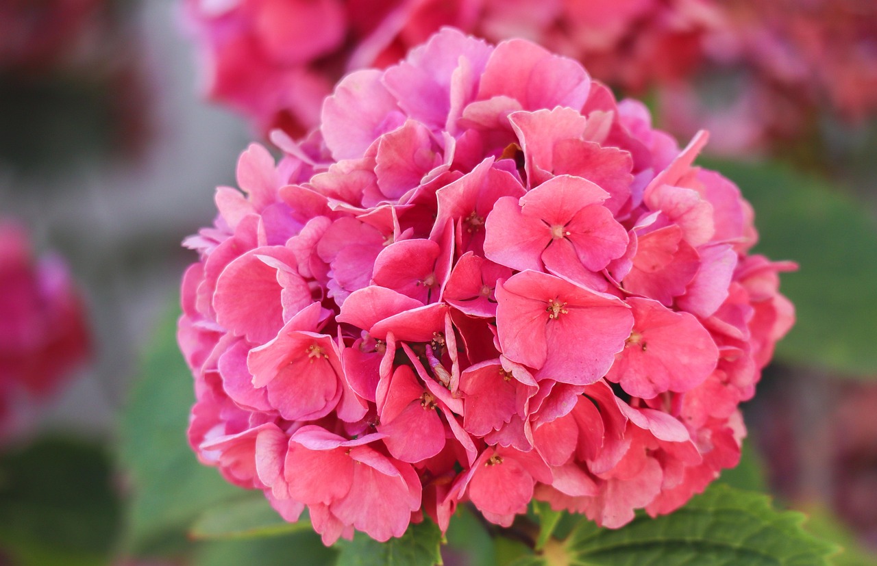 Fleur Nature Bloom - Photo gratuite sur Pixabay - Pixabay