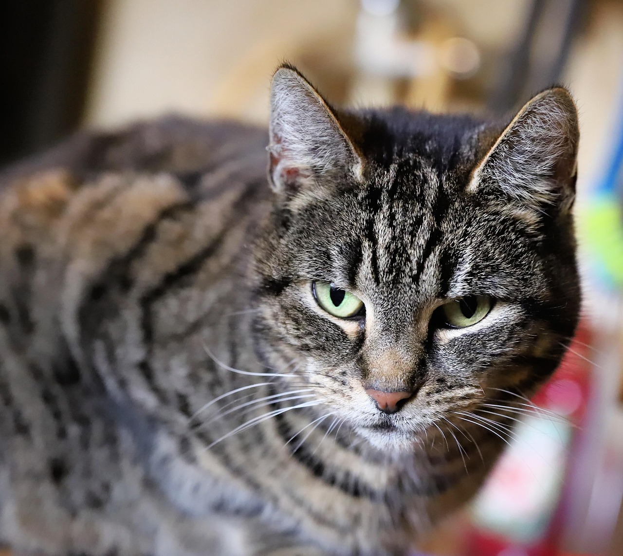 Animal Gato Felino - Foto gratis en Pixabay - Pixabay