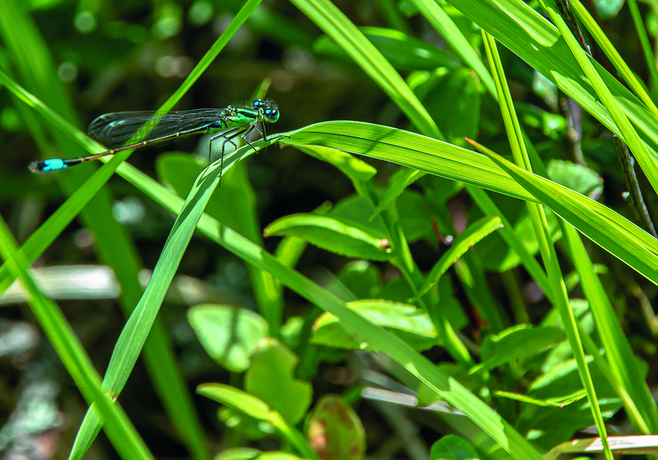 Insecte Libellule Entomologie - Photo gratuite sur Pixabay - Pixabay