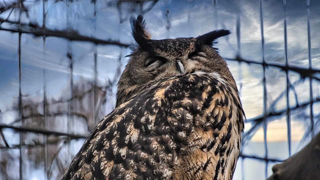 Owl Bird Animal - Free photo on Pixabay - Pixabay